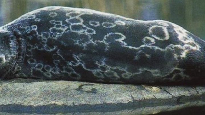 Mirá la nueva especie de foca anillada que encontraron en Groenlandia ...