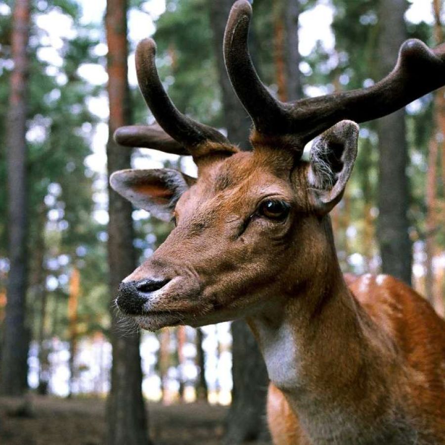 Son Los Ciervos Peligrosos Para Los Perros