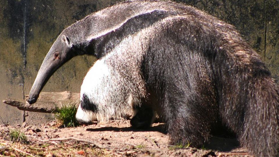 El oso hormiguero volvió a Brasil | Weekend