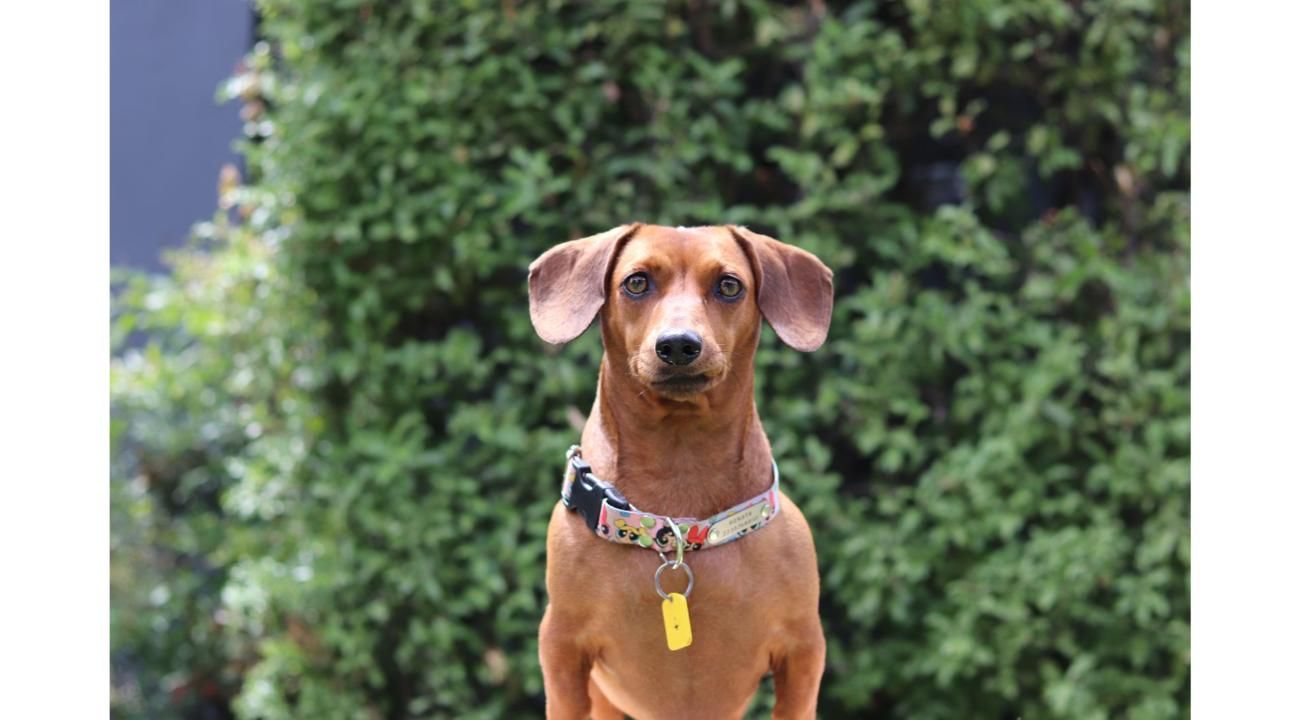 FINDPET la APP que te permite pasear con tus perros y gatos, seguros y ...