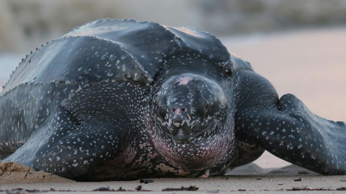 Encuentran a una de las tortugas más grandes del mundo en Punta del ...
