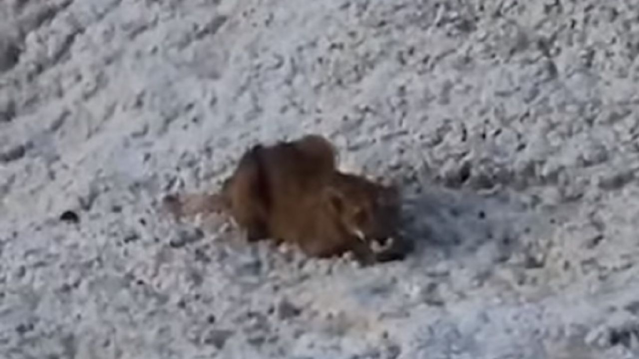 Mirá el puma que avistó un grupo de ciclistas en un área natural ...