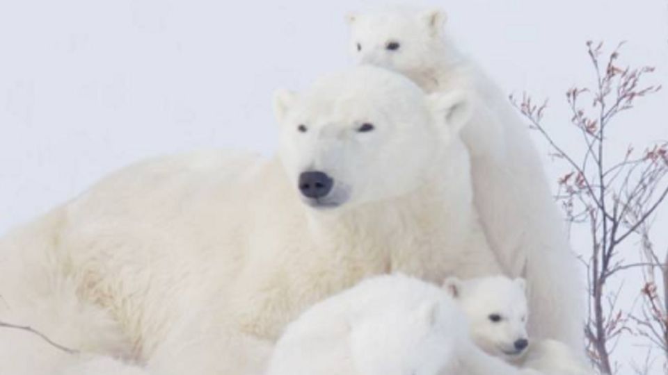 Día Internacional de los Osos Polares: desarrollan un novedoso método para protegerlos del ...