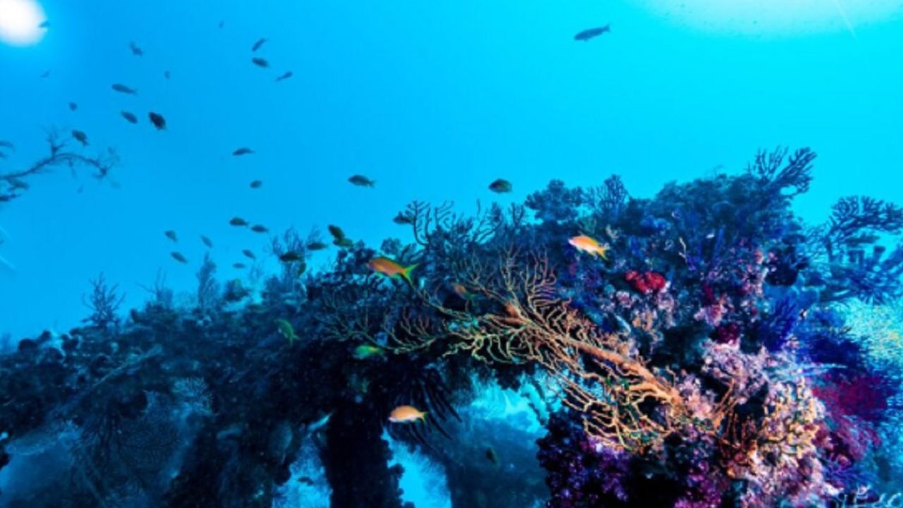 Sorprendente: descubren más de un centenar de extrañas especies de ...