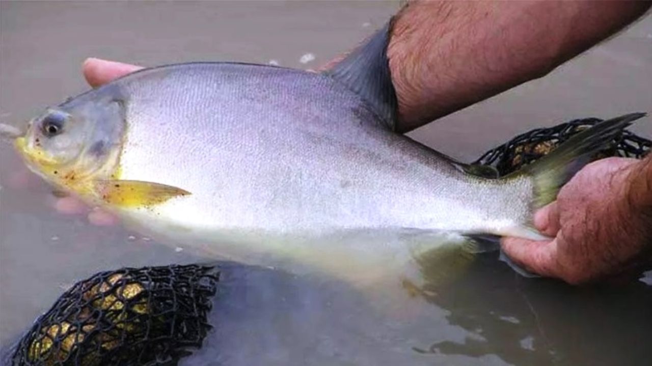 Pacú, el pez que se disfruta pescando y también se cosecha | Weekend