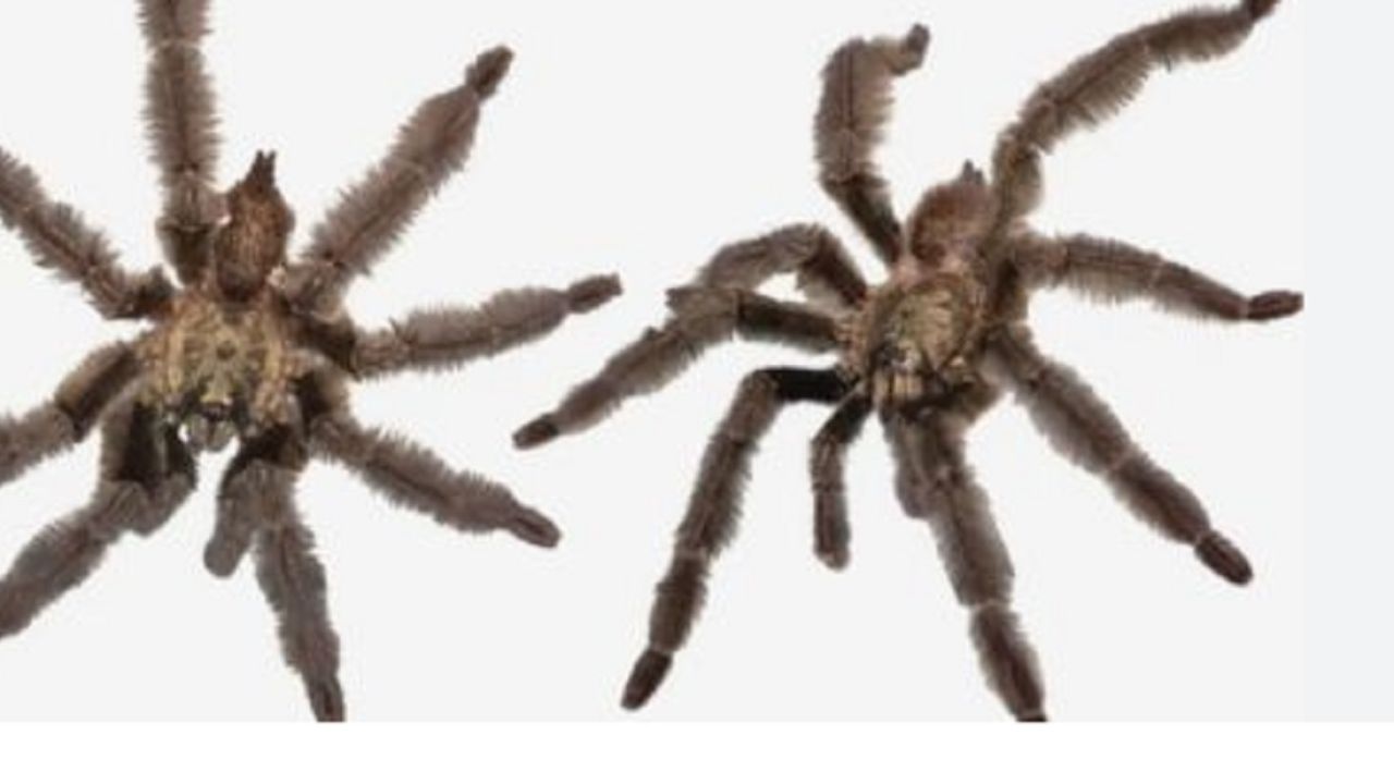 Descubren en Ecuador dos especies de tarántulas en peligro de extinción ...