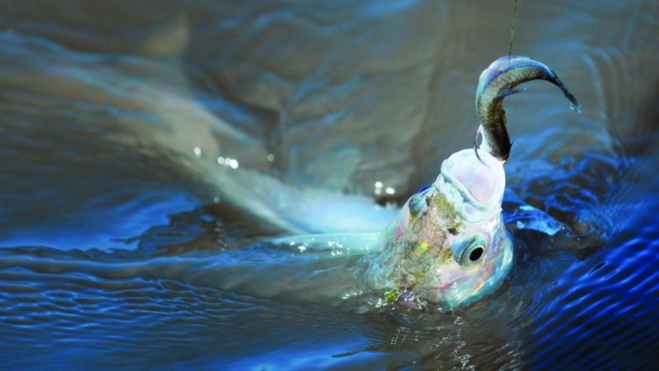 El pejerrey bonaerense, entre la pesca deportiva y el desafío de una ...