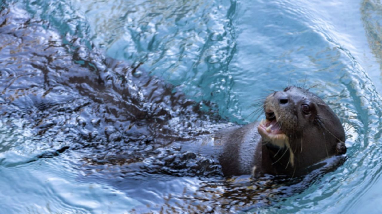 Día Mundial de la Nutria: una hembra gigante llegó a la Argentina desde ...