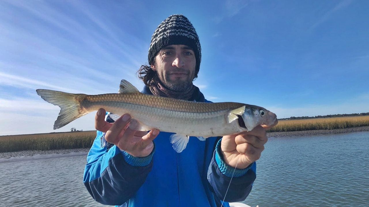 ¿Cuántos tipos de pejerreyes tenemos en el Mar Argentino? | Weekend