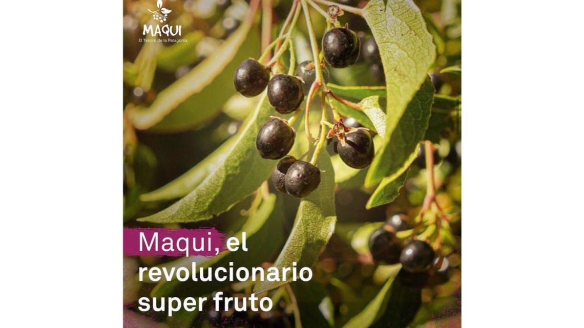 “Maqui”, un fruto exclusivo de nuestra Patagonia Argentina ...