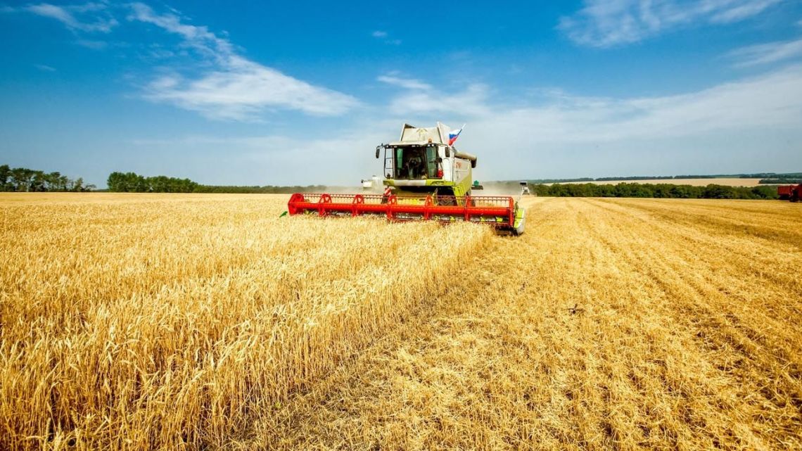 Siembra del trigo: hay expectativas de alcanzar récords históricos ...