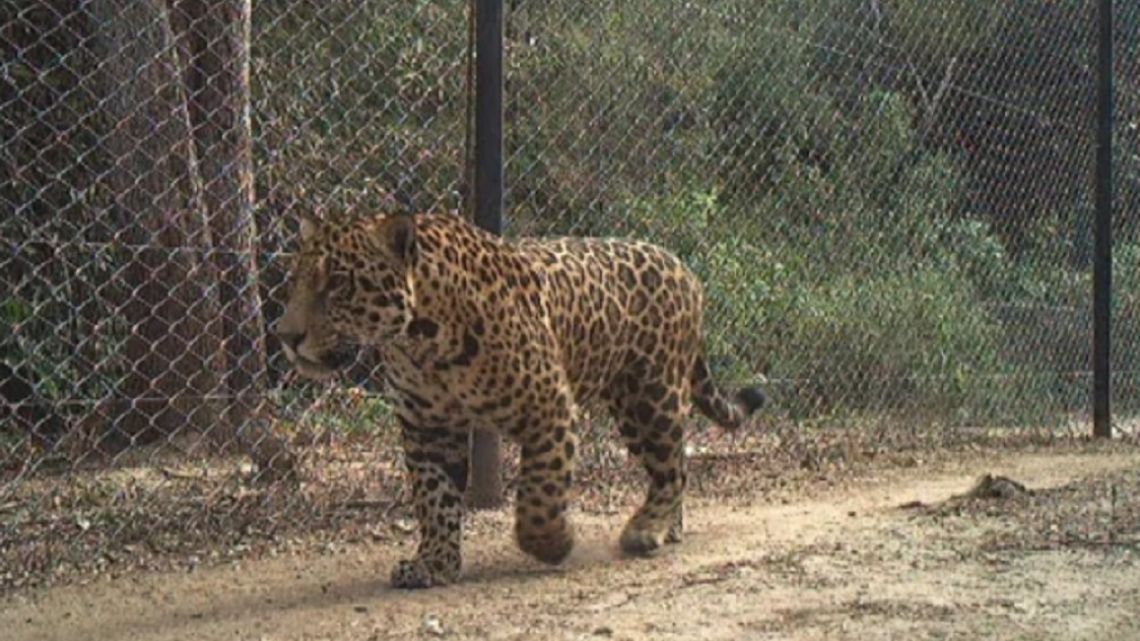 Avistan por primera vez a un mismo yaguareté en dos áreas naturales ...