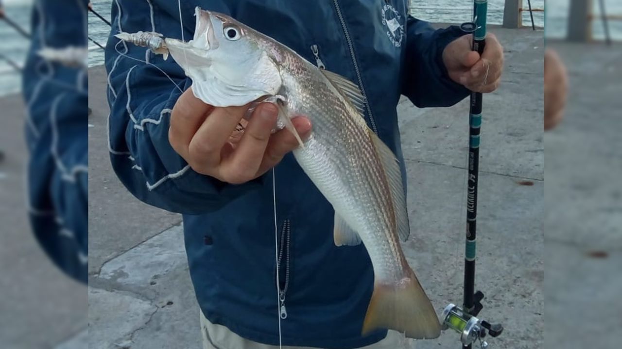 Pescadillas: curiosidades de un pez que abunda en la costa | Weekend