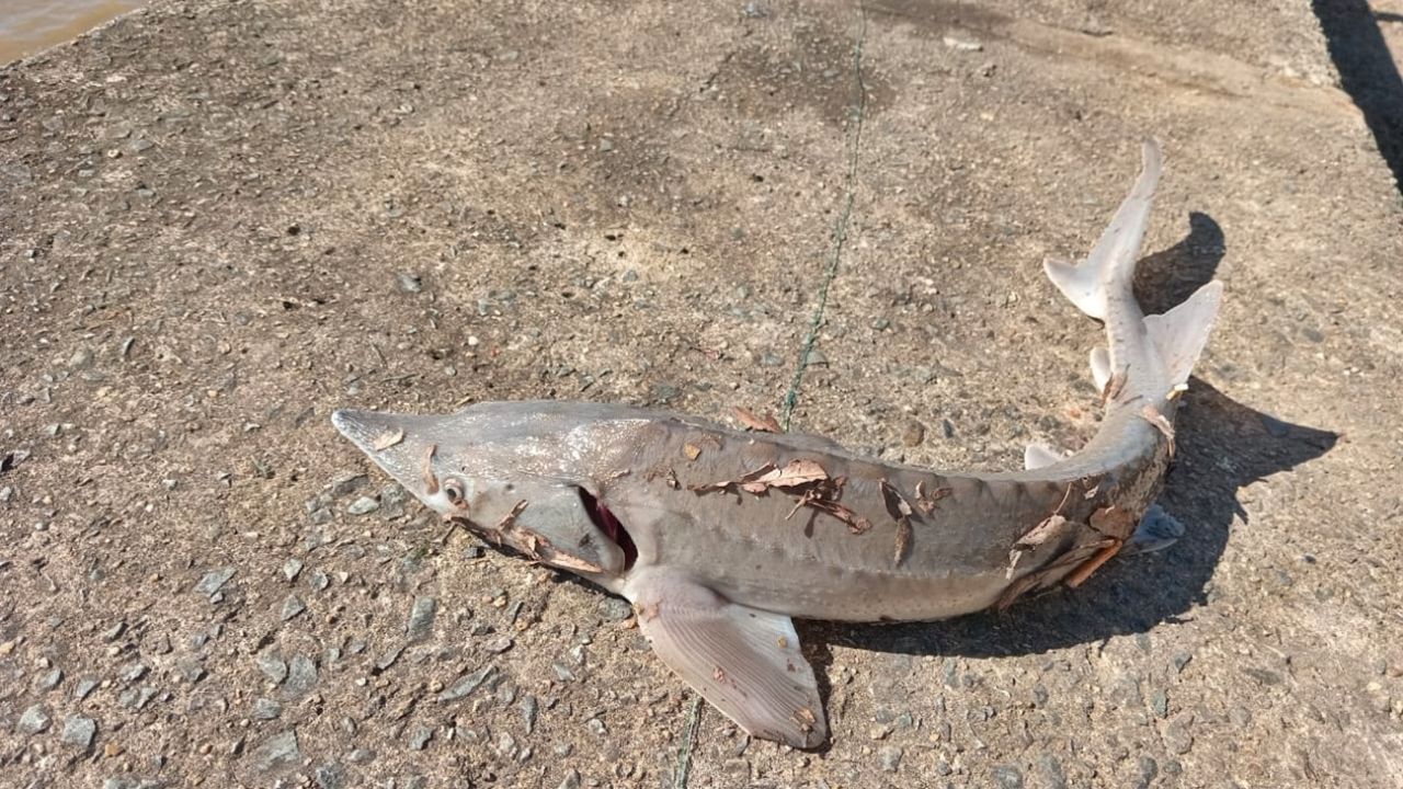 Esturiones: 8 curiosidades de su pesca y la presencia en nuestra región ...