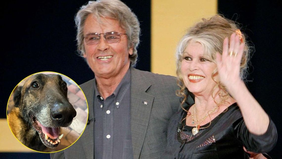 Brigitte Bardot salvó de la muerte al perro de Alain Delon, Loubo: el ...