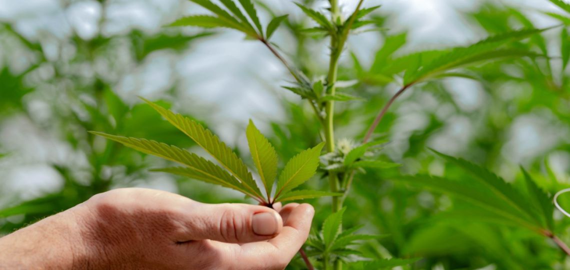 Pot companies are fleeing Uruguay, first nation that legalised ...