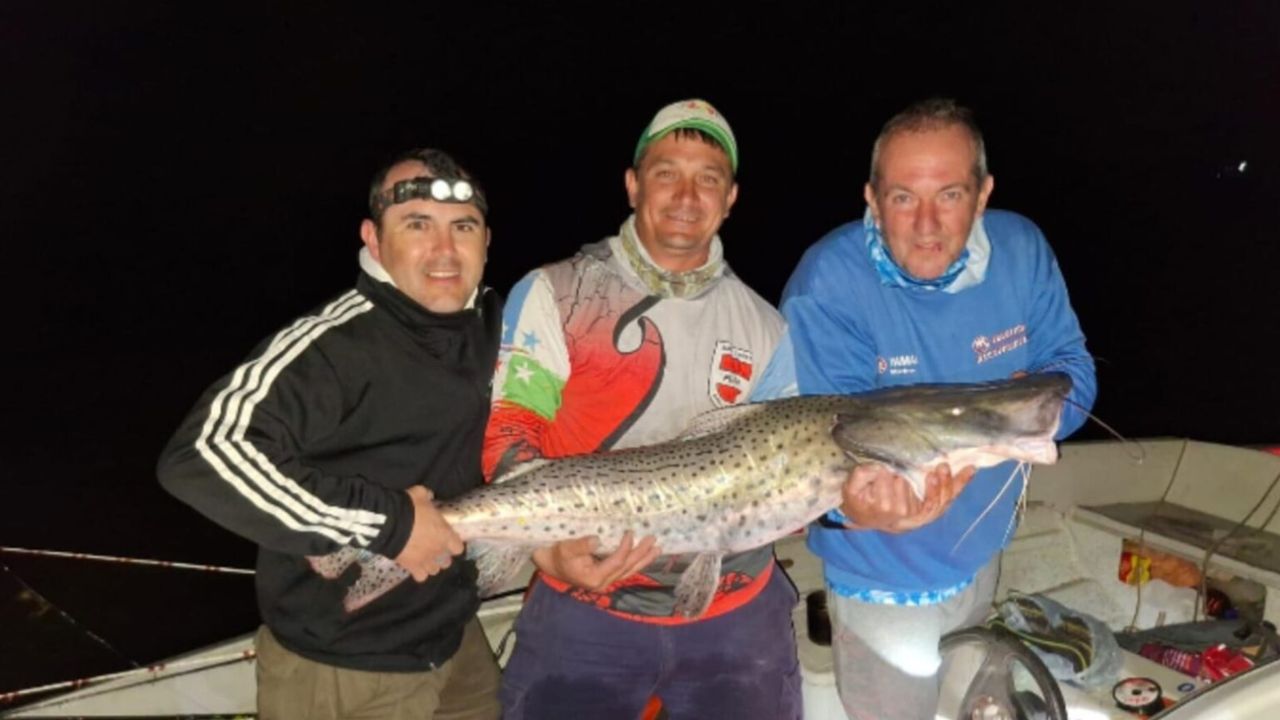 Corrientes: el surubí sigue presente en Goya | Weekend