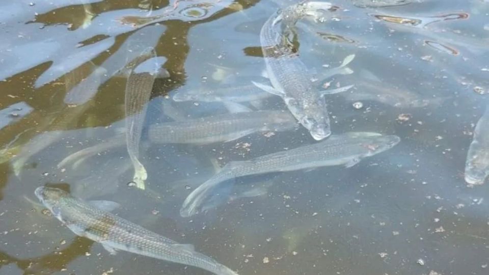 Siembran pejerreyes en 3 conocidas lagunas del país | Weekend