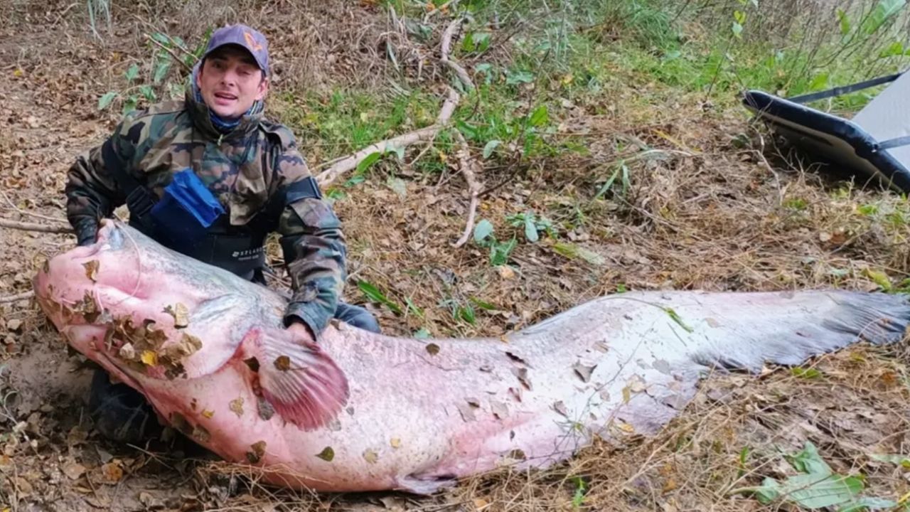 Un argentino pescó un siluro gigante en España | Weekend
