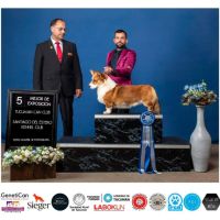 WelshCorgiCardigan: Un Pastor de Patas Cortas. Por Veronica Lesman | Caras