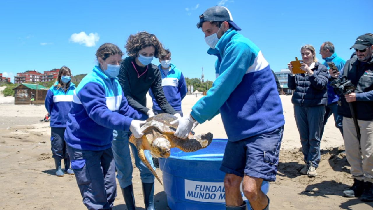 Así regresaron al mar a una tortuga cabezona atrapada en una red de ...