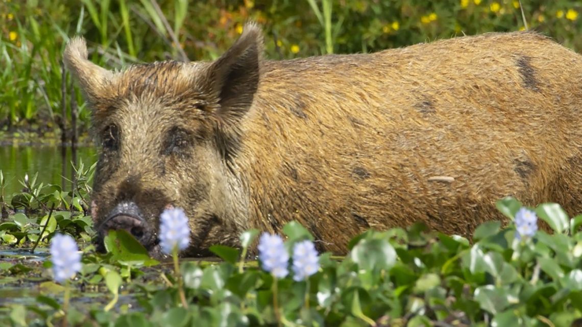 La provincia que declaró "invasores" a tres animales: cuáles son y qué ...