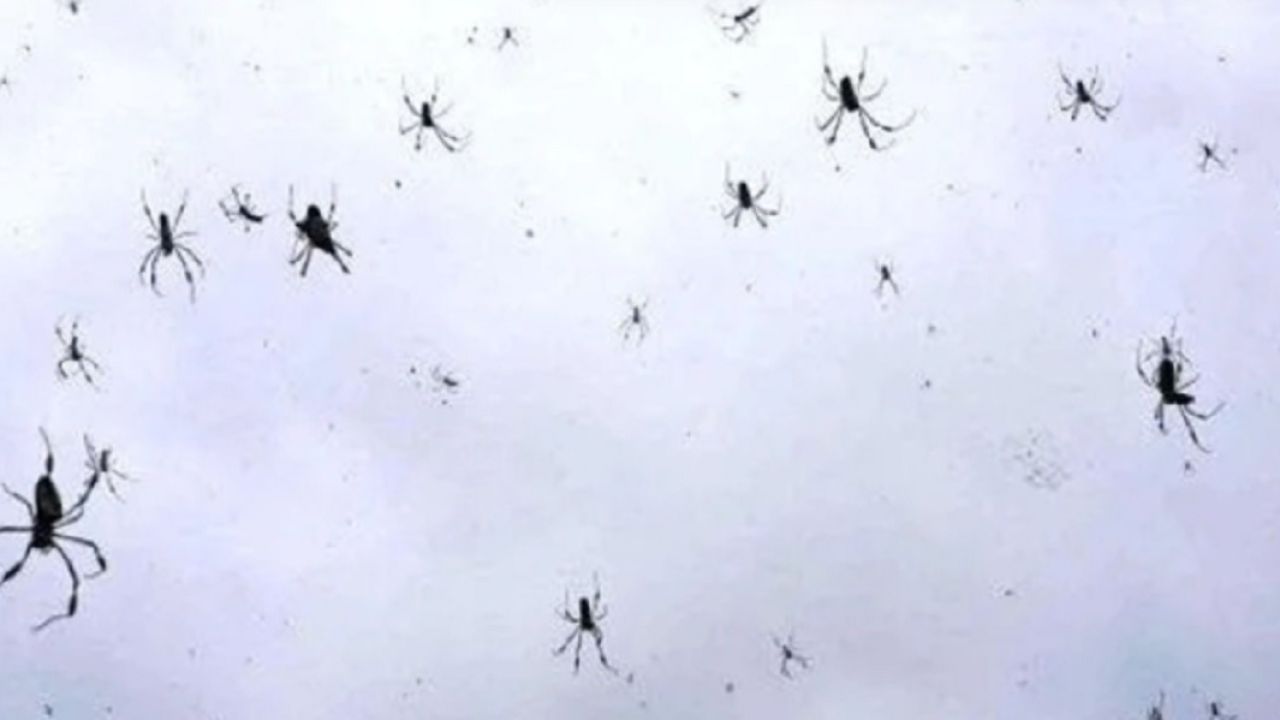 De película: una insólita lluvia de arañas paracaidistas causó temor en ...