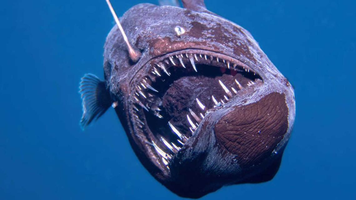 Avistamiento inédito: filman en la superficie a un pez diablo negro, un ...