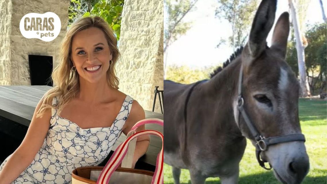 Reese Witherspoon y su mini burro: Una mascota poco convencional | Caras