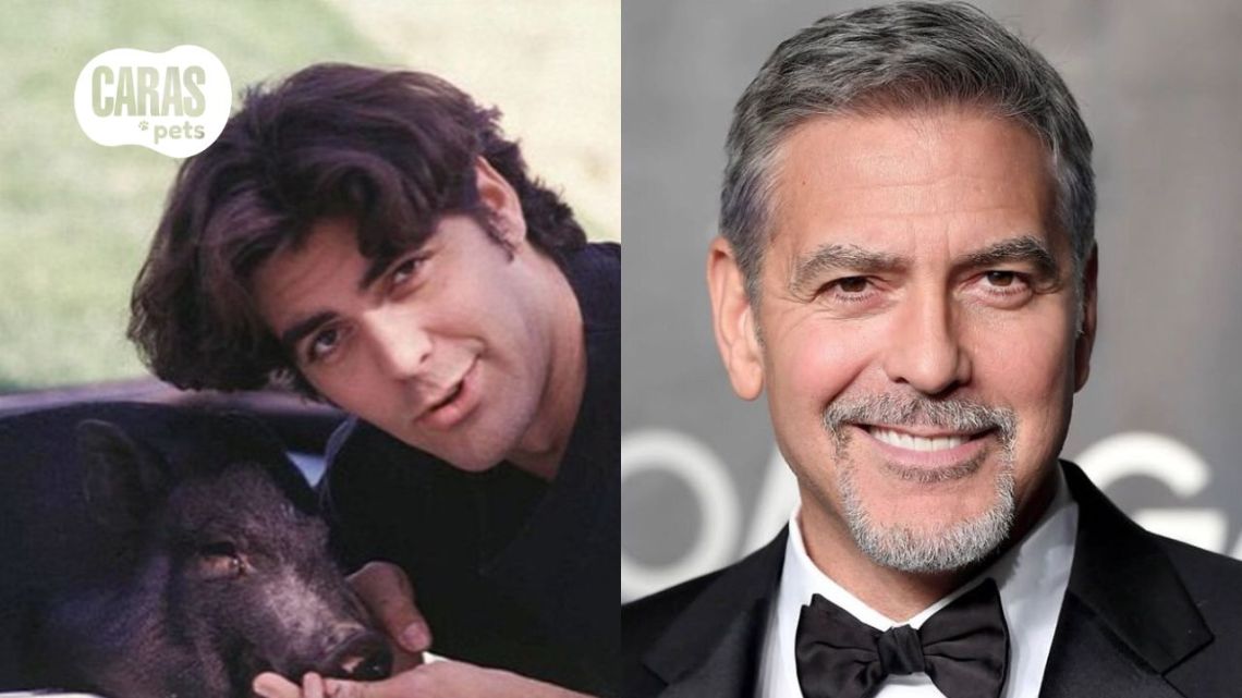 La amistad inusual que surgió entre George Clooney y su cerdo Max | Caras