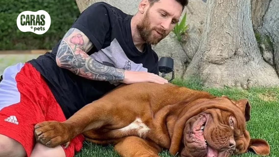 Lionel Messi y su famoso perro Hulk: Todo sobre su imponente mascota ...