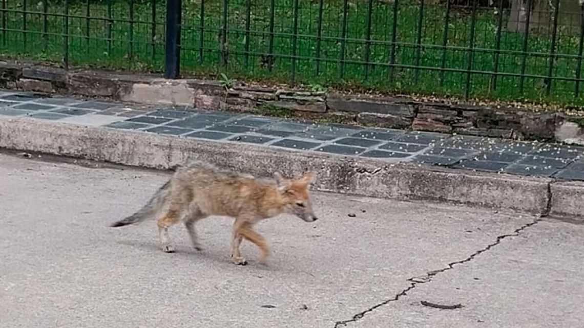 Zorros enfermos en Carlos Paz: vecinos exigen atención ante riesgos de ...