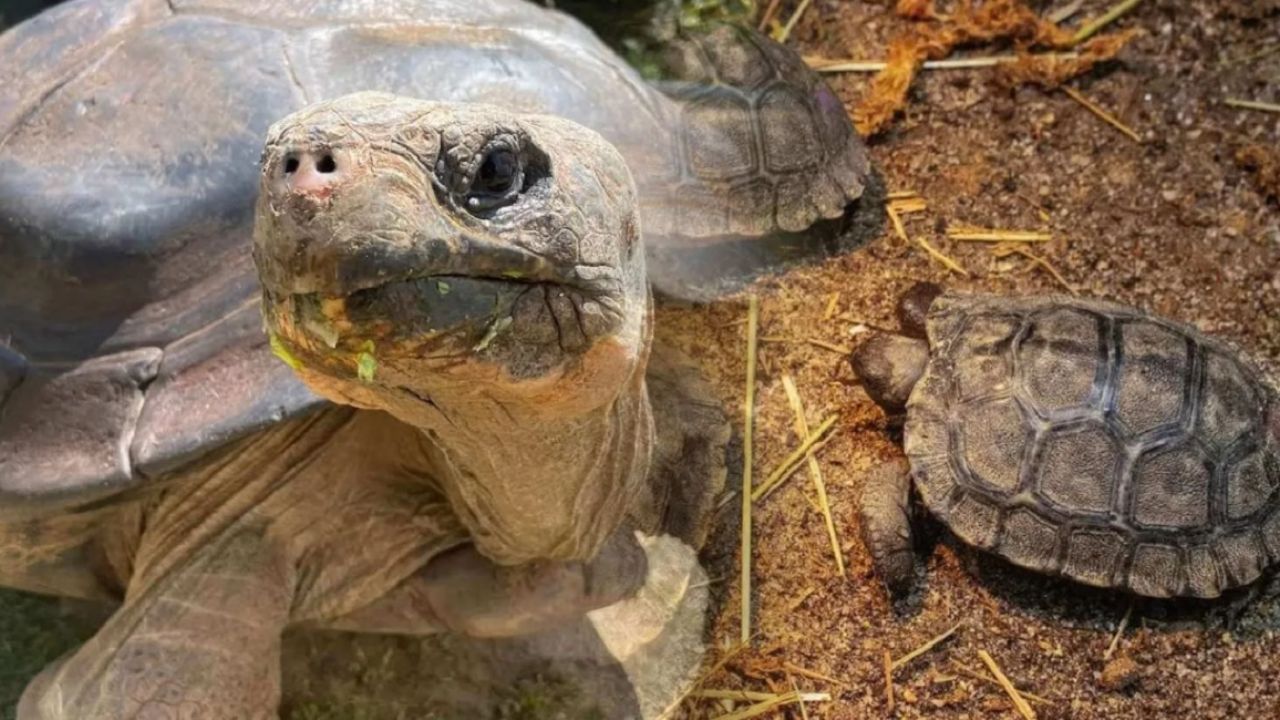 Te presentamos a la tortuga más longeva del mundo en dar a luz por ...