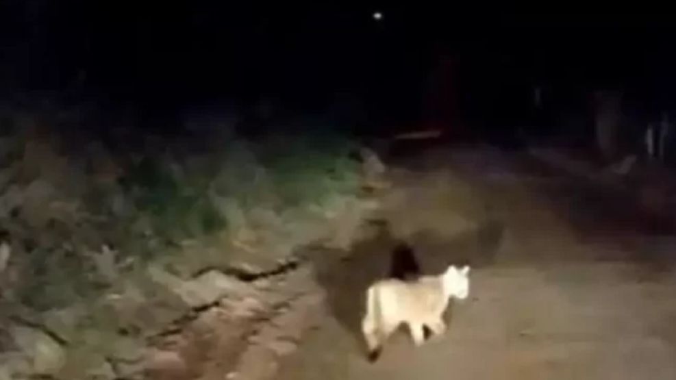 Catamarca: avistan a un puma caminando por una zona urbana | Perfil