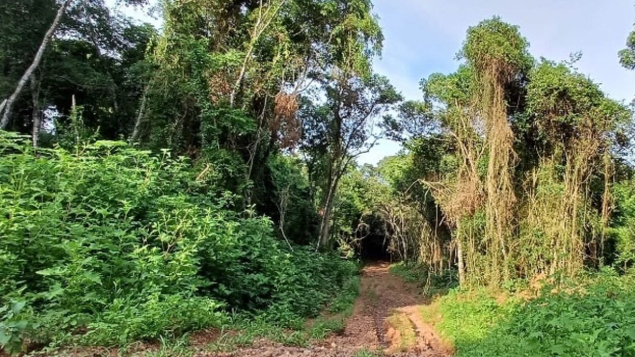 Los corredores de los bosques nativos tienen un rol vital en la ...