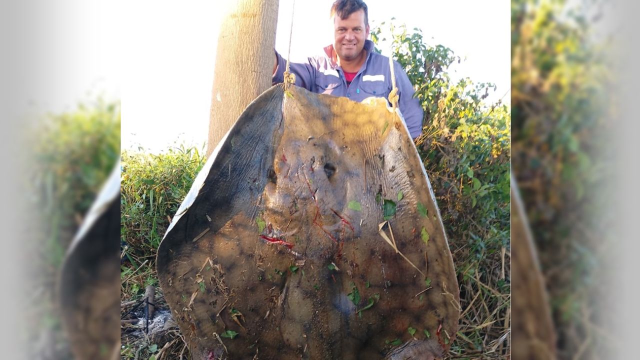 Capturan una imponente raya de más de 150 kilos en el río San Javier ...