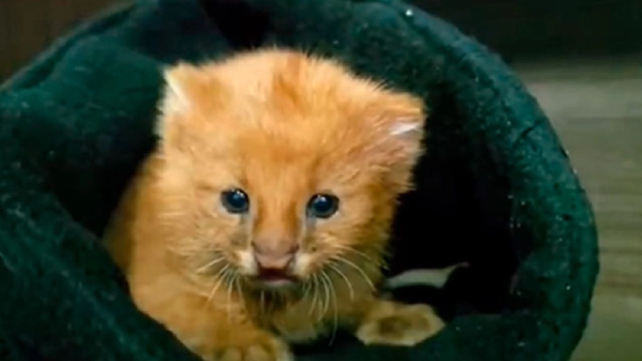 Entre Ríos: un automovilista encontró a una cría de puma yaguarundí ...