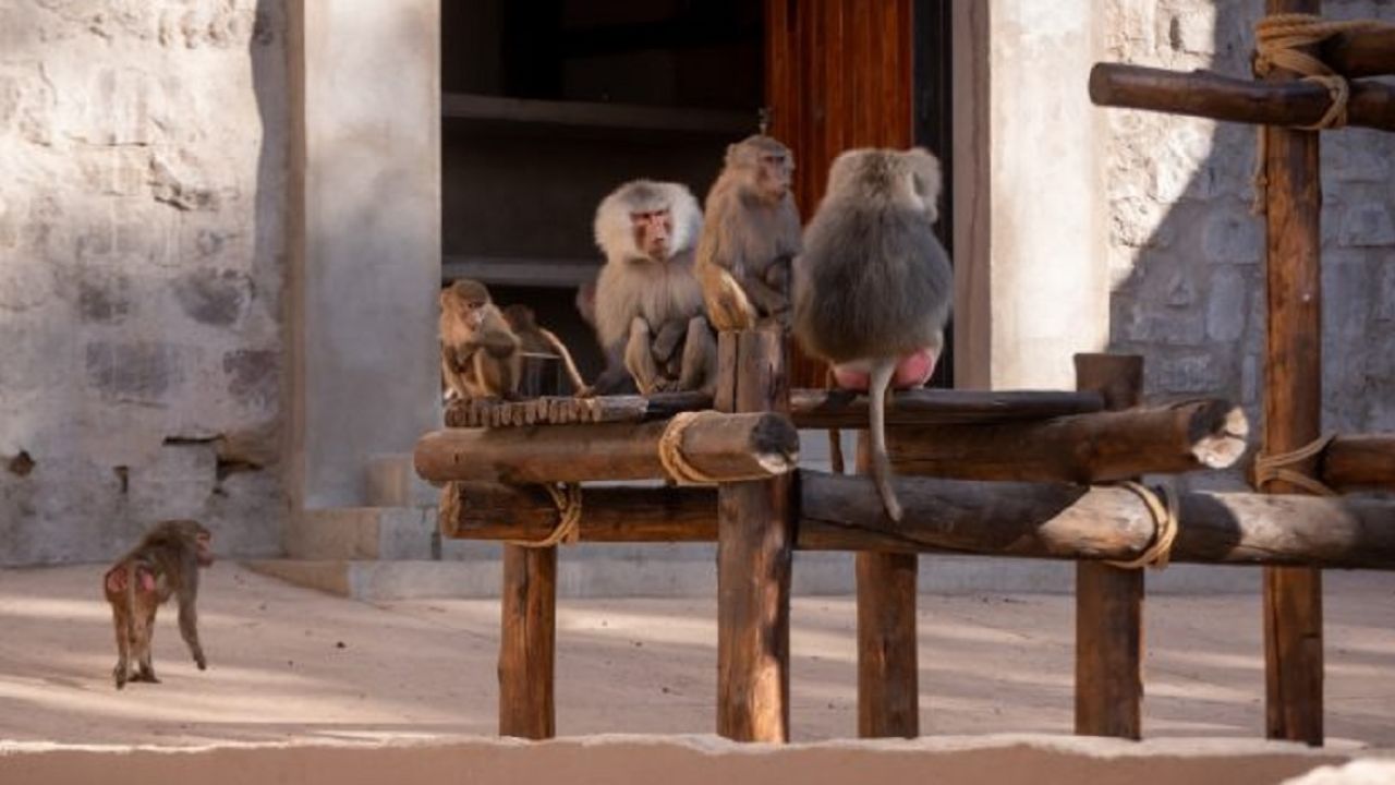 El Ecoparque de Mendoza ya tiene un espacio de conservación para monos ...