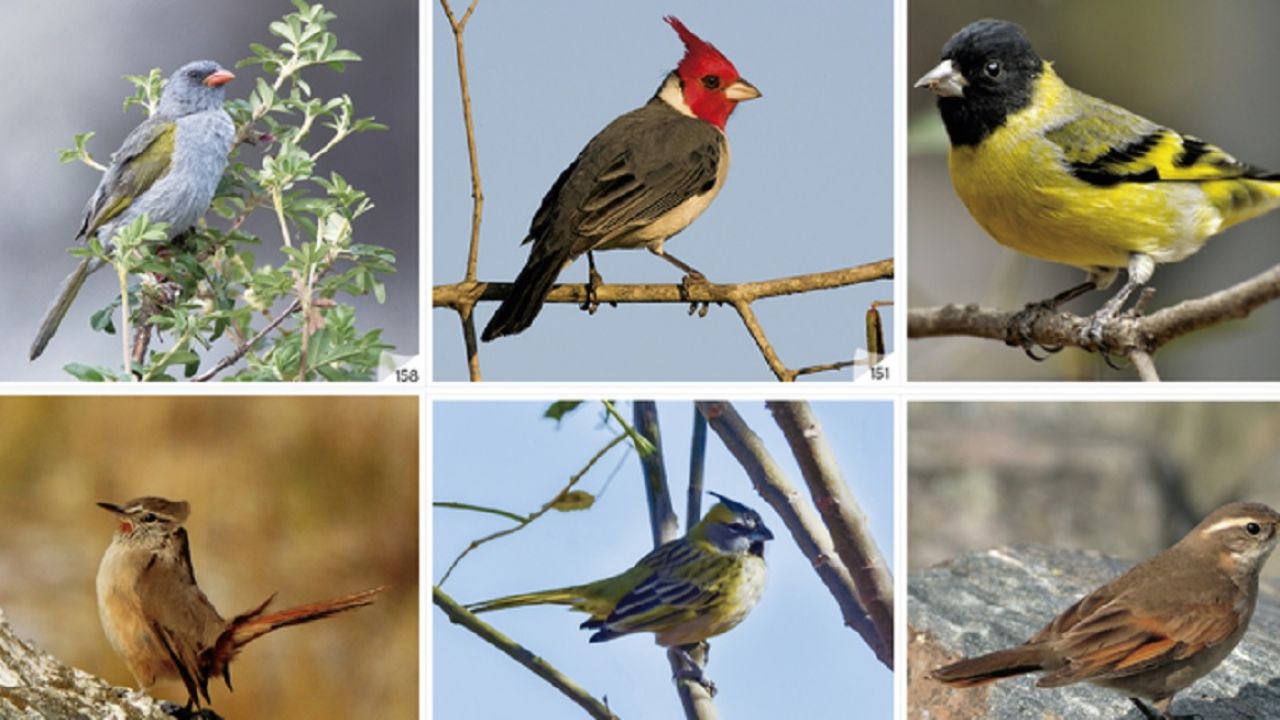 Aves Argentinas lanzó una nueva convocatoria para sus becas | Weekend