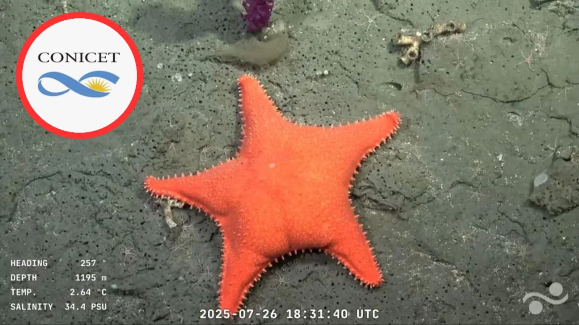 La Divertida Imagen De La Estrella De Mar Culona Que Se Viralizó En