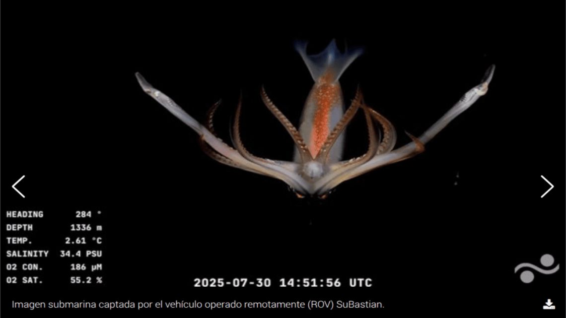 Talud Continental IV: la expedición científica argentina que transmite ...