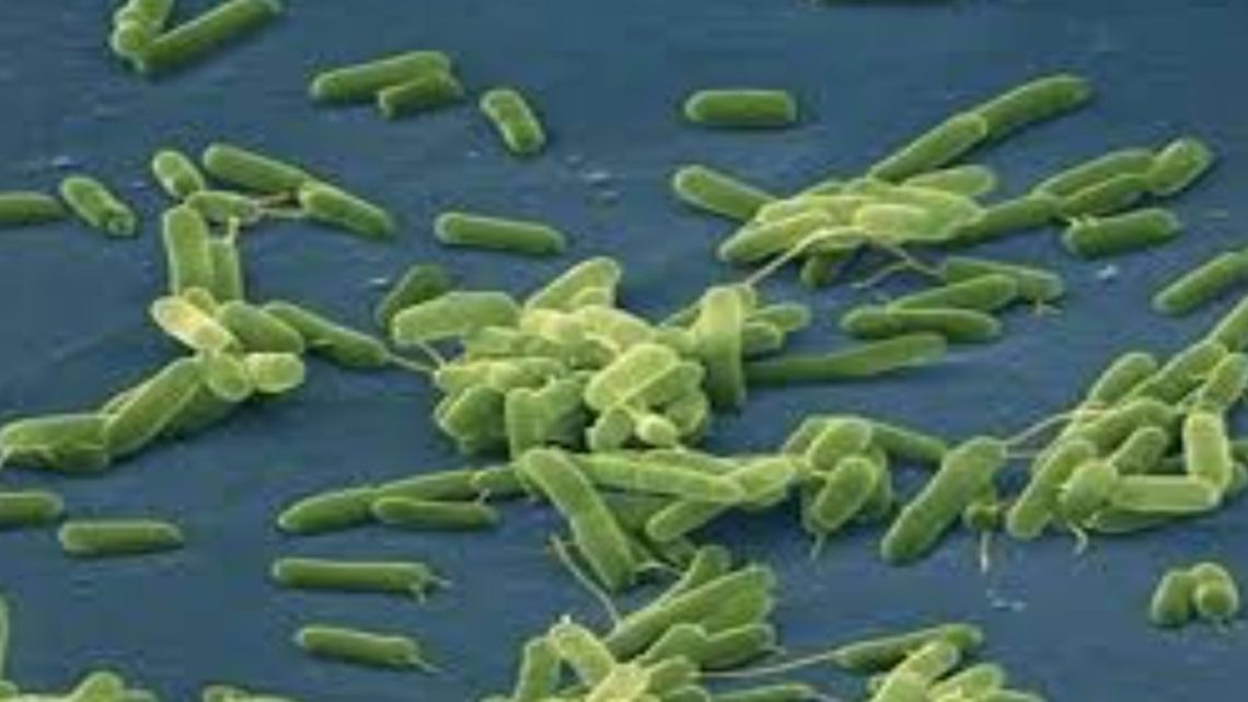 La amenaza de la bacteria carnívora: cómo actúa y qué riesgo representa ...