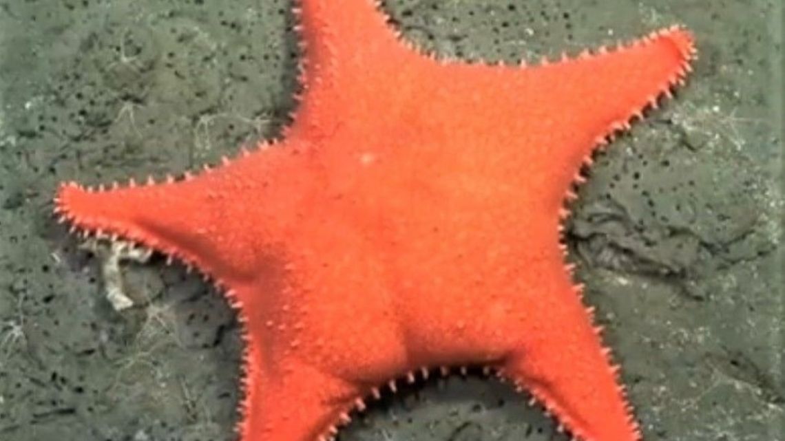 El streaming del Conicet llegó al diario The New York Times | Perfil