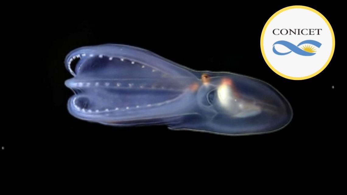 El conmovedor mensaje tras el cierre de la histórica transmisión del ...