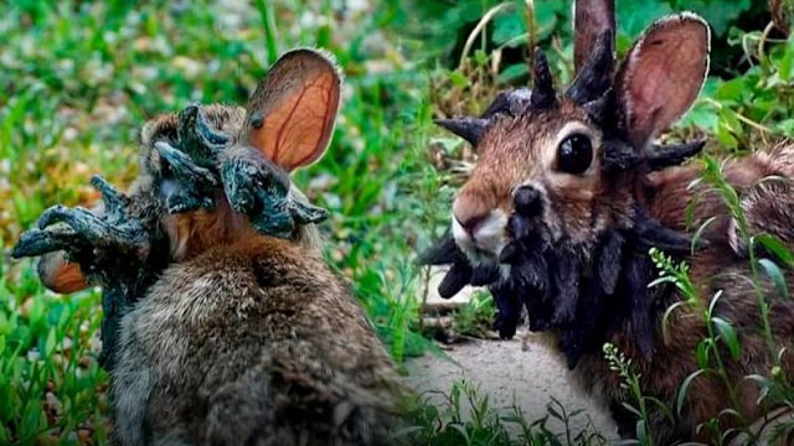 Virus del papiloma de Shope: la rara infección de los “conejos con ...