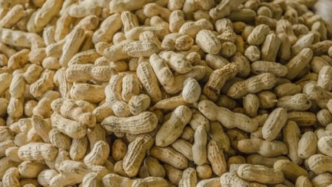 El maní argentino domina el mercado mundial: “Somos el mayor exportador ...