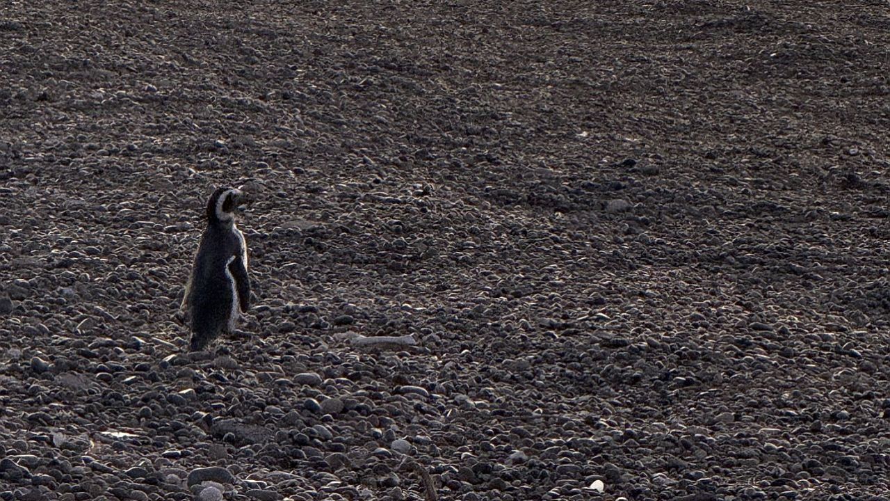 El primer pingüino del año llegó a la estancia El Pedral en Chubut ...