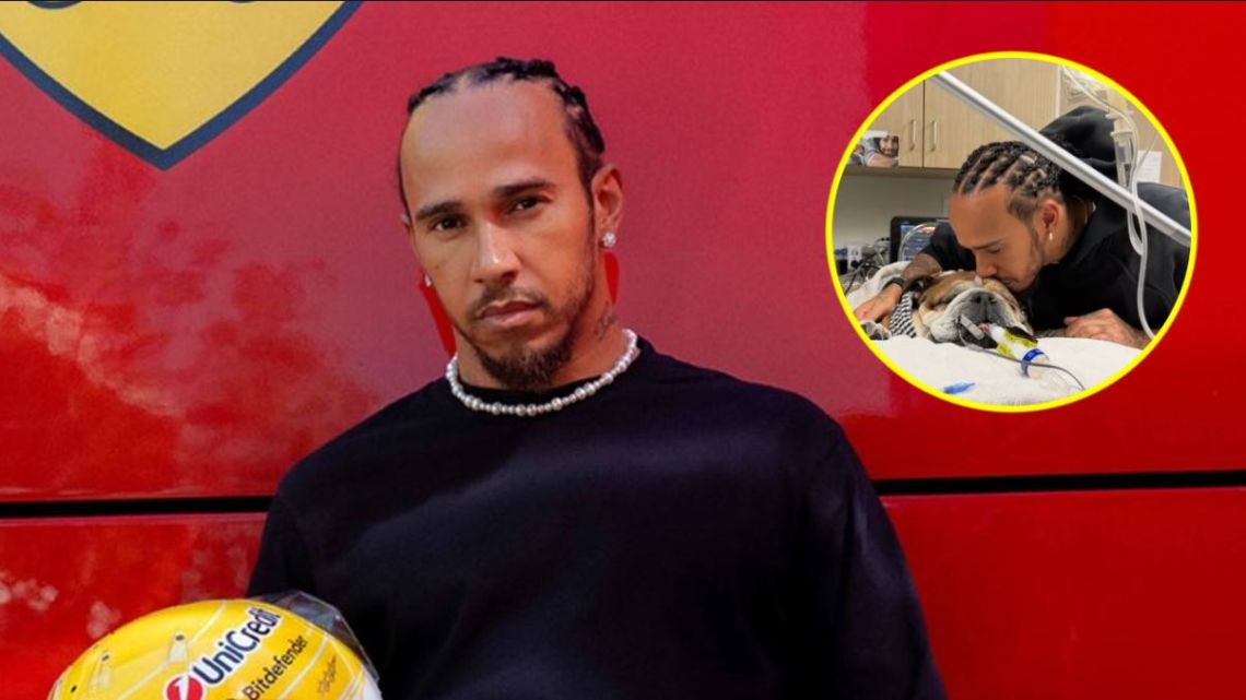 El dramático momento de Lewis Hamilton por la salud de su perro Roscoe ...