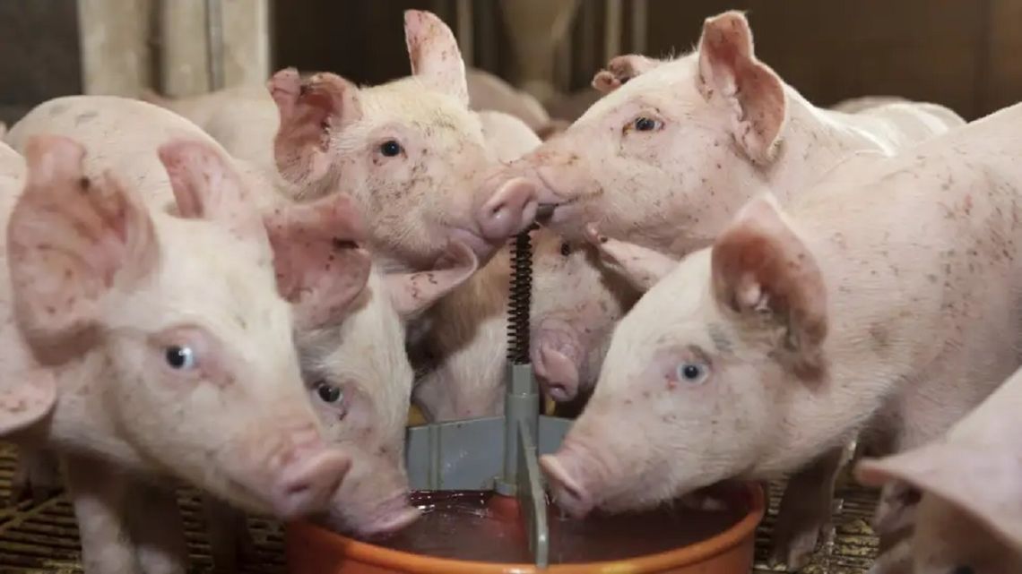 Una nueva forma de generar energía: una planta transforma los desechos porcinos en energía ...