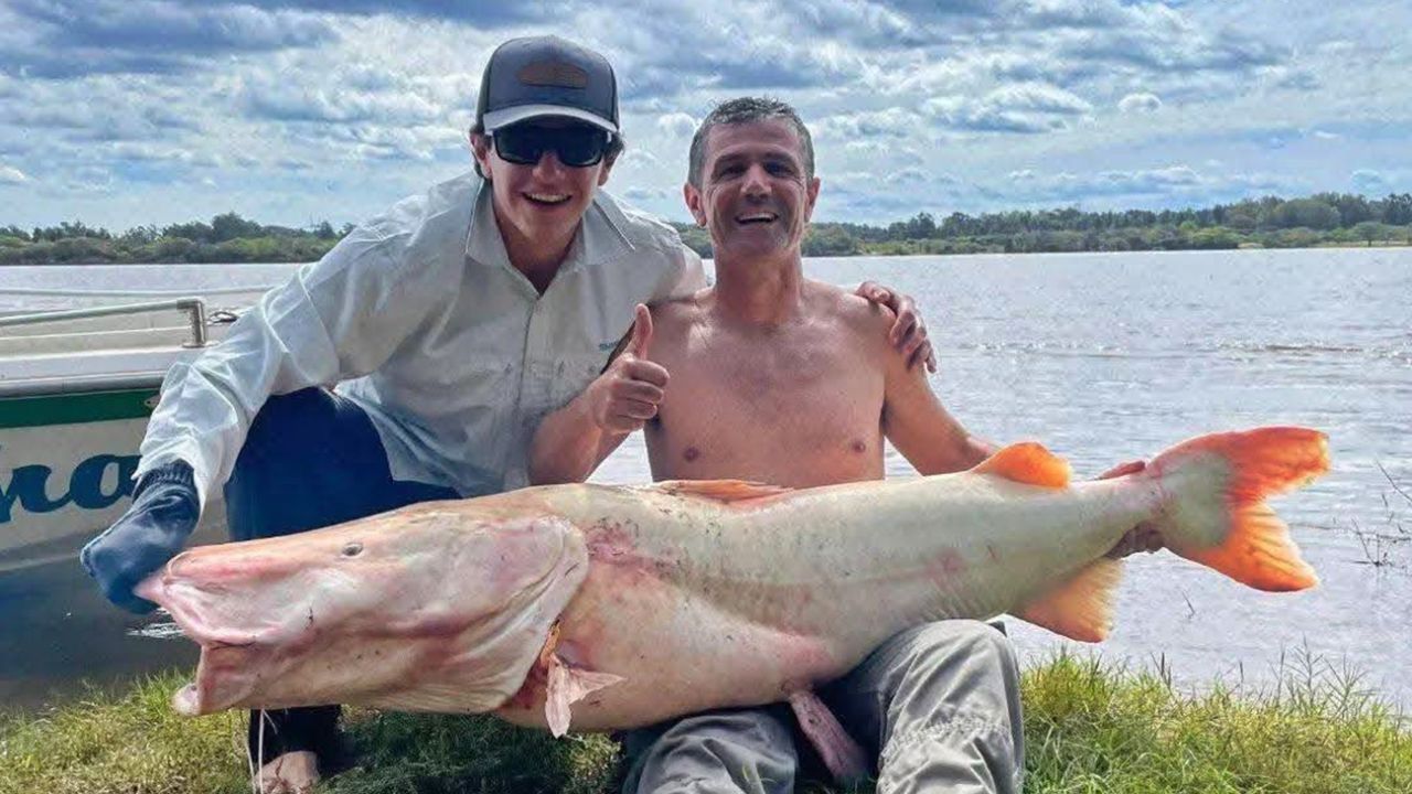 Sorpresa ante la captura de un surubí albino de 40 kilos en el río ...